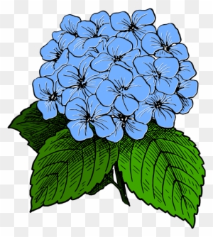 Simple Hydrangea Drawing