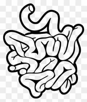 Intestine - Small Intestine - Free Transparent PNG Clipart Images Download
