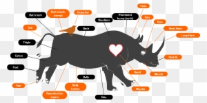 Make - Rhino Body Parts - Free Transparent PNG Clipart Images Download