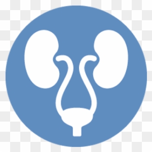 Urethritis - Illustration - Free Transparent PNG Clipart Images Download