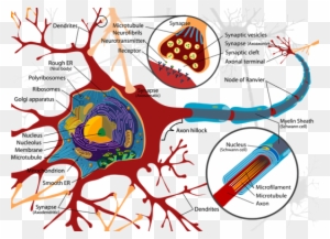 Neuron 20clipart - Brain Neuron Clip Art - Free Transparent PNG Clipart ...