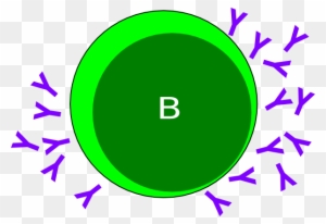 B Cells Clipart - Free Transparent PNG Clipart Images Download