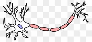 Anatomy Of A Neuron - Free Transparent PNG Clipart Images Download