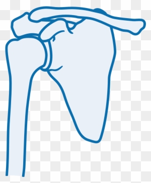 A Shoulder Joint Which Can Have Orthopaedic Testing - Shoulder Joint ...