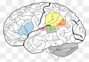 Angular Gyrus - Broca's Area And Wernicke's Area Png - Free Transparent ...