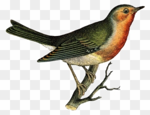 Robin Bird Clipart, Transparent PNG Clipart Images Free Download ...
