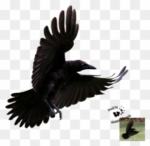 Crow Png - 1000 Pics - Crow Flying - Free Transparent PNG Clipart ...