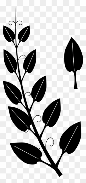 Vine Tendril Leaf Ivy Clip Art - Tendril - Free Transparent PNG Clipart ...