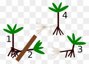 Socratea Exorrhiza Diagram - Walking Trees Time Lapse - Free ...