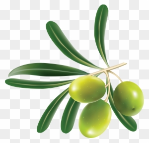 Olive Leaf Clip Art - Green Olive Png - Free Transparent PNG Clipart ...