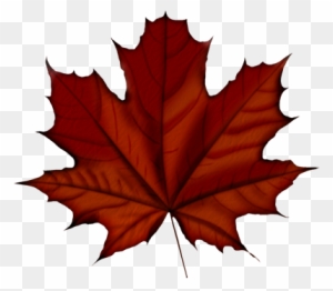 Leaf Shape Vector Png - Full Size PNG Clipart Images Download