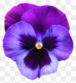 Delta Sigma Theta African Violets