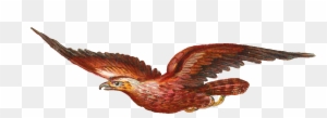 Bird Of Prey Clipart, Transparent PNG Clipart Images Free Download ...
