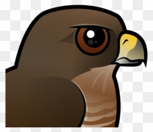 The Broad-winged Hawk Is A Small Hawk That Lives Across - Broad Winged ...