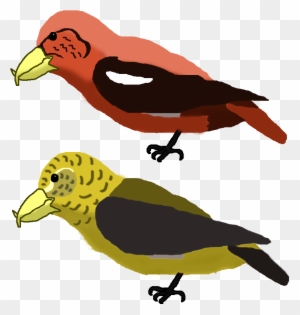 Featured Bird Archives - Crossbills - Free Transparent PNG Clipart Images Download