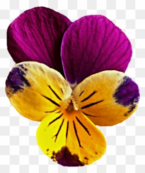 Viola Clipart, Transparent PNG Clipart Images Free Download - ClipartMax