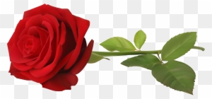 Dark Red Long Stem Rose - Transparent Png Images Roses - Free ...