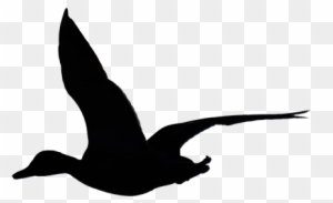 Flying Duck Clip Art