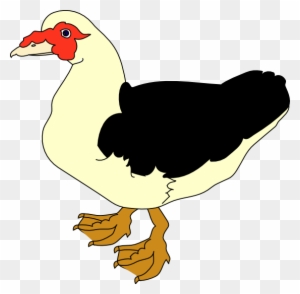 Clipart Info - Muscovy Duck Clipart - Free Transparent PNG Clipart ...