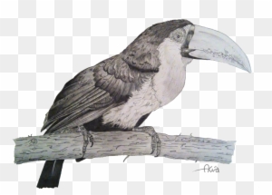 Bird Png - Tropical Birds No Background - Free Transparent PNG Clipart ...