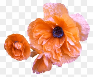 Orange Poppy Clip Art At Clker - Golden Poppy Clipart - Free ...