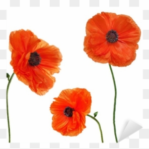 Set Of Single Poppy Flowers Isolated On White Background - Red Wild ...