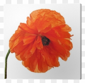 Single Flower Clipart, Transparent PNG Clipart Images Free Download ...
