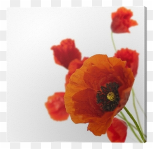 Flower Cliart Floral Corner Red Poppies - Red Flower Corner Png - Free ...