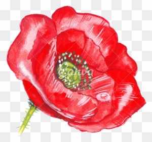 Hand Drawn Illustration Of A Red Poppy On Transparent - Transparent ...