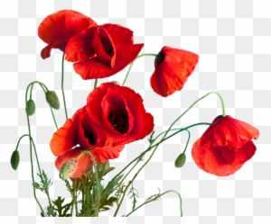 Red Poppy - Common Poppy - Free Transparent PNG Clipart Images Download
