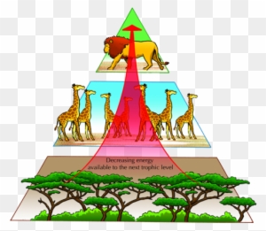 Studying Energy Pyramids - Pyramid Of Nature Balance - Free Transparent ...