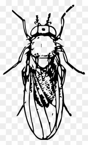 Fly Clip Art - Insect Clipart - Free Transparent PNG Clipart Images ...