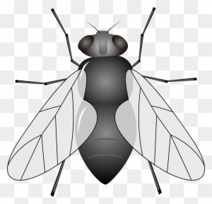 Insect Housefly Animal Clip Art - Printable Images Of Housefly - Free ...