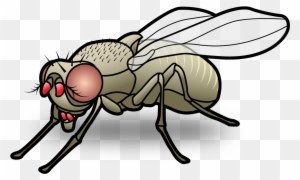 Home - House Fly Cartoon Png - Free Transparent PNG Clipart Images Download