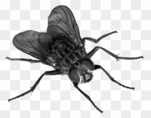 Fly Clipart Transparent - Flies Transparent - Free Transparent PNG ...