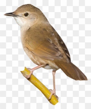 Nightingale - Nightingale - Free Transparent PNG Clipart Images Download
