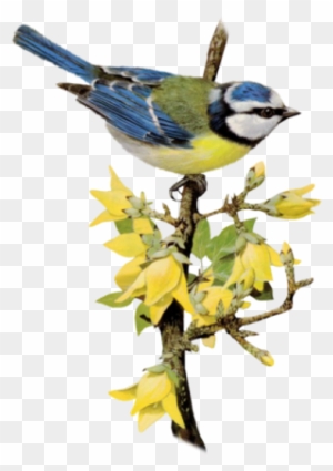 Chickadee - Free Transparent PNG Clipart Images Download