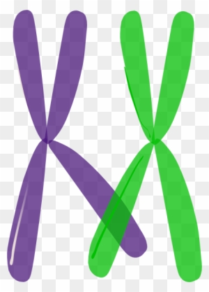 Chromosomes Clipart, Transparent PNG Clipart Images Free Download ...