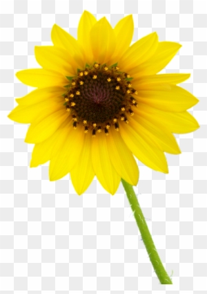 Single Flower Clipart, Transparent PNG Clipart Images Free Download ...