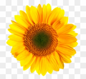 Sunfloer One - Sunflower Png - Free Transparent PNG Clipart Images Download