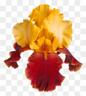 Yellow And Burgundy Iris Flower - Iris Croatica - Free Transparent PNG ...
