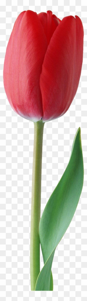 Tulip Png Transparent Tulip - Red Tulip Flower Png - Free Transparent ...