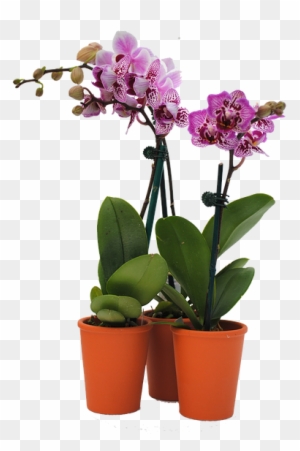 Mini Orchids Are Back - Moth Orchid - Free Transparent PNG Clipart ...