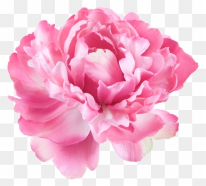 Single Flower Clipart, Transparent PNG Clipart Images Free Download ...