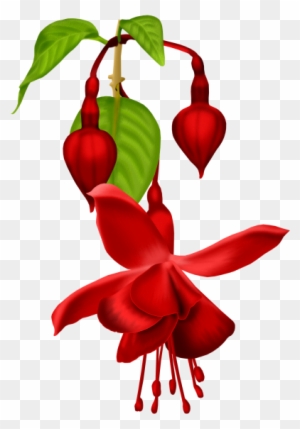 Flowers - Fuchsia - Free Transparent PNG Clipart Images Download