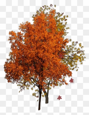 Fall Trees Clipart 14, - Tree Autumn Png - Free Transparent PNG Clipart ...