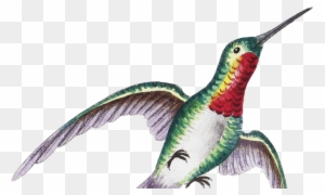 Ruby Throated Hummingbird Clipart, Transparent PNG Clipart Images Free ...