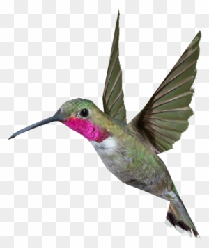 Ruby Throated Hummingbird Clipart, Transparent PNG Clipart Images Free ...