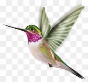 Ruby Throated Hummingbird Clipart, Transparent PNG Clipart Images Free ...