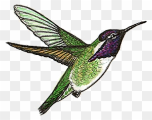 Ruby Throated Hummingbird Clipart, Transparent PNG Clipart Images Free ...